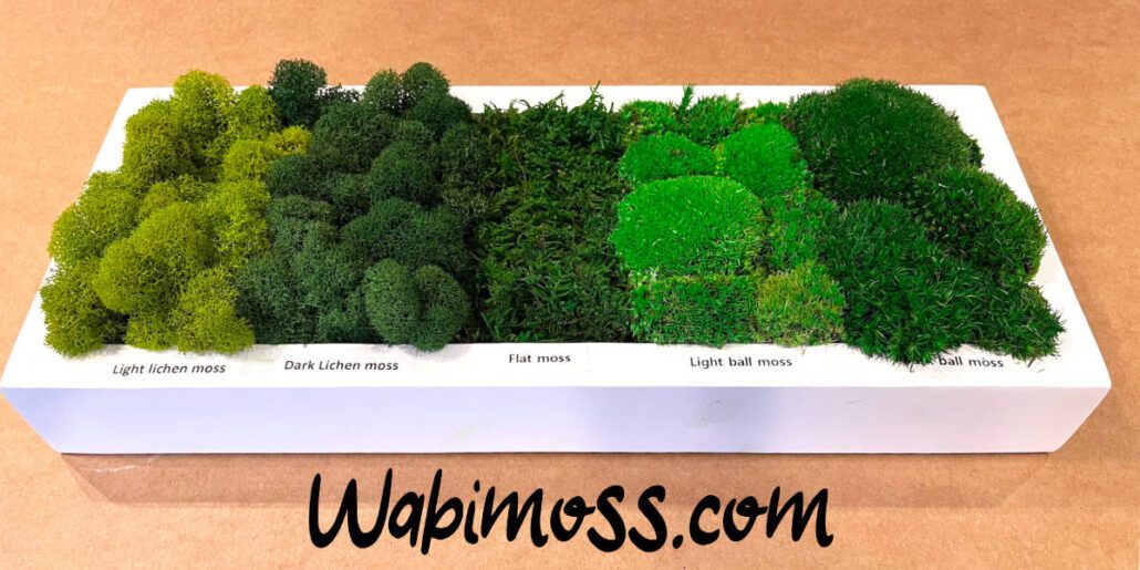 Types of Moss Used in Moss Wall Art (With Visual Differences Explained ...